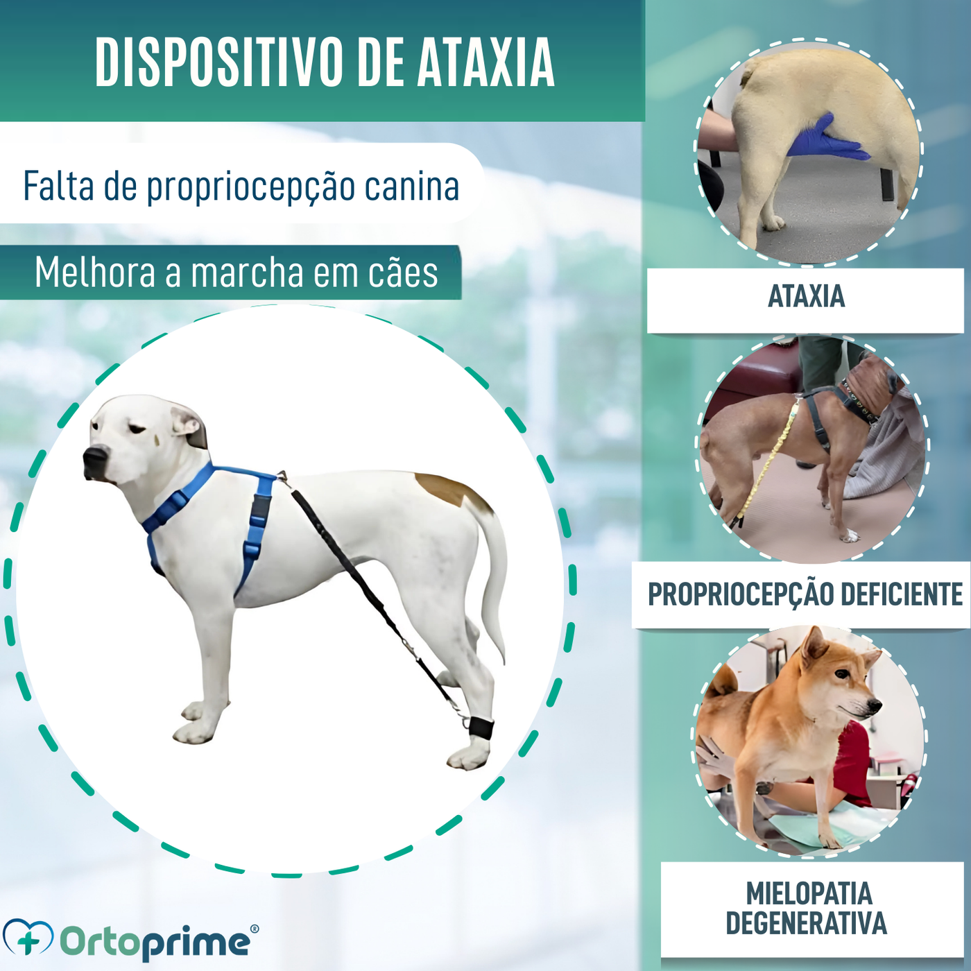 Dispositivo para Ataxia Canina | Assistência a Cães— OrtoPrime.pt